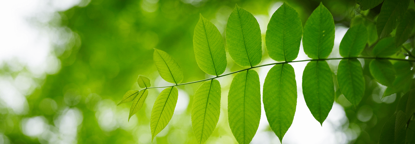 Is it Safe to Plant Trees in Summer? | Davey Tree