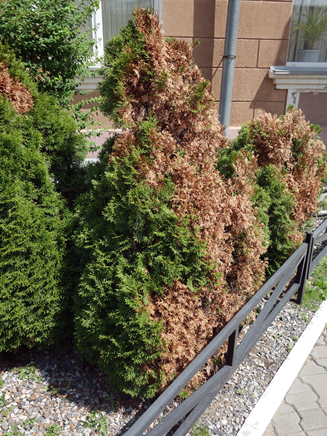 How the Polar Freeze Could Affect Your Trees | Davey Blog | Davey Tree