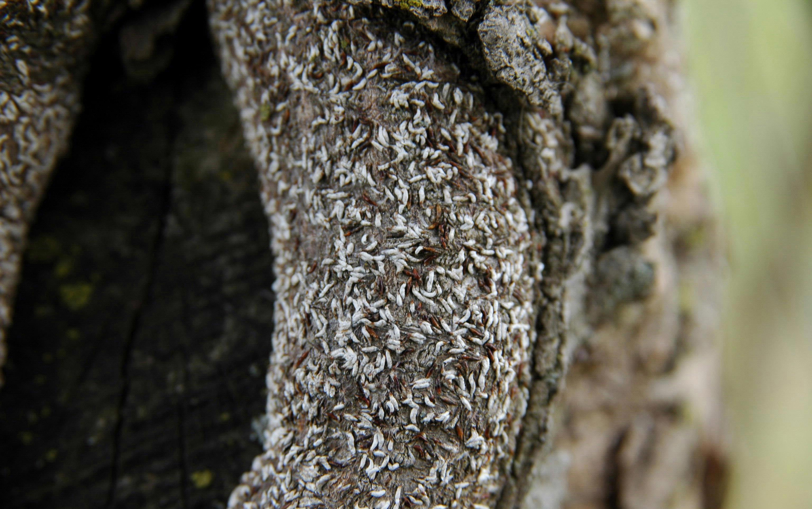Japanese Maple Scale: Identification, Damage & Control | Davey Tree