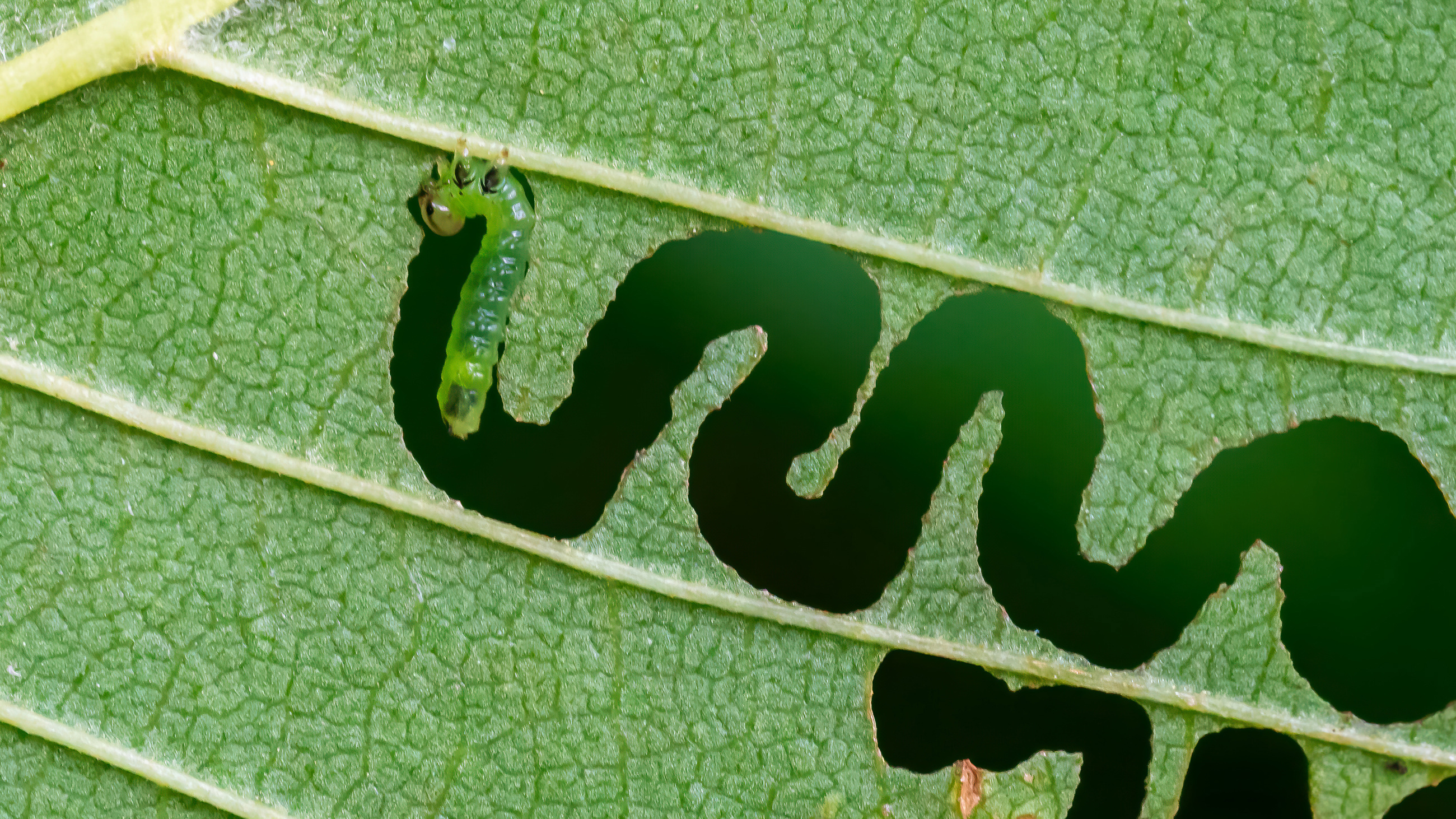 The Best Way to Cover Your Exposed Tree Roots | Davey Blog | Davey Tree