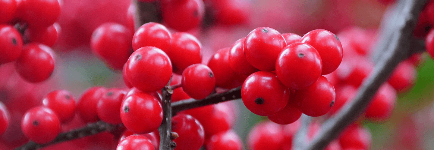 Plant Identification Guide: Winter Holly | Davey Tree
