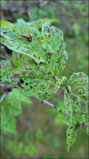 Tree Problems – The Top Tree Insects in Spring and Summer | Davey Tree