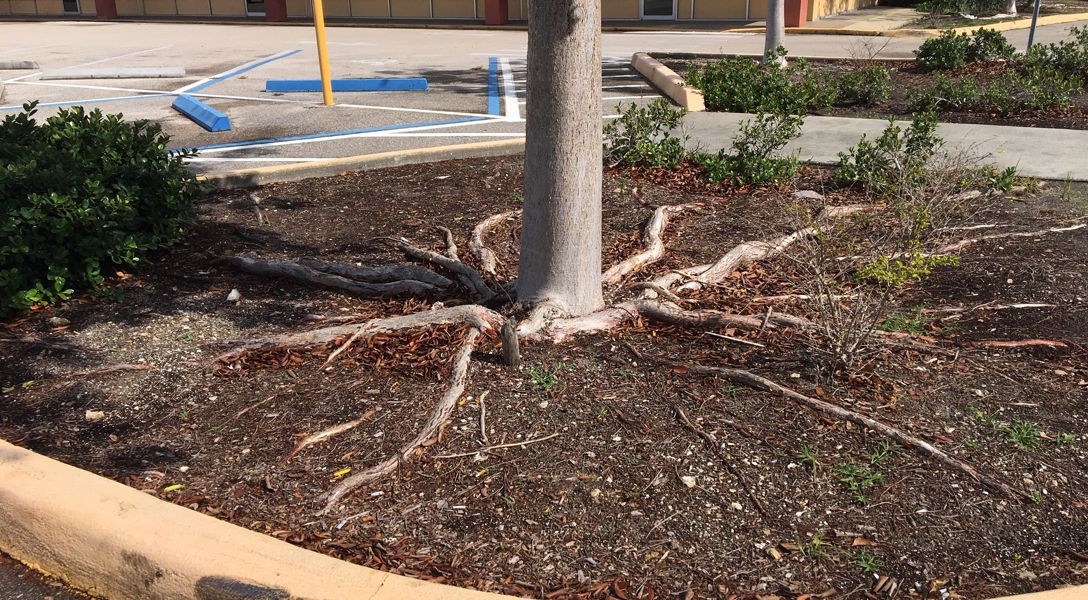 Tree Roots Trees With Invasive And Non Invasive Roots Davey Tree