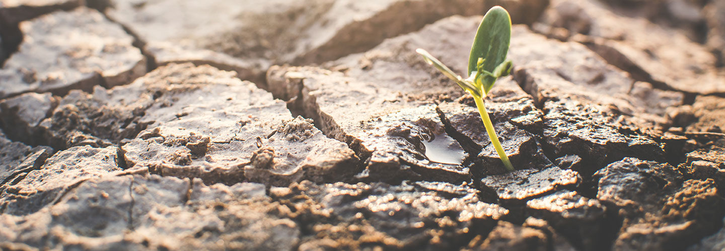 How to Help Trees During Unexpected Heat Wave | Davey Tree