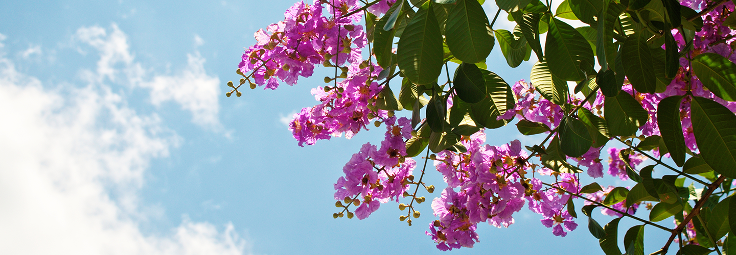 Crepe Myrtle Tree Identification Guide: Leaf, Flower, Bark | Davey Tree