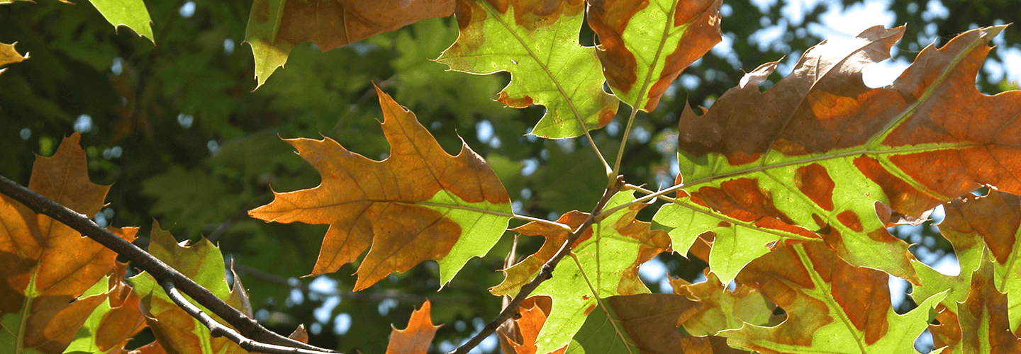 See Burnt Tree Leaves? Fix Leaf Scorch Symptoms with Treatment | Davey ...