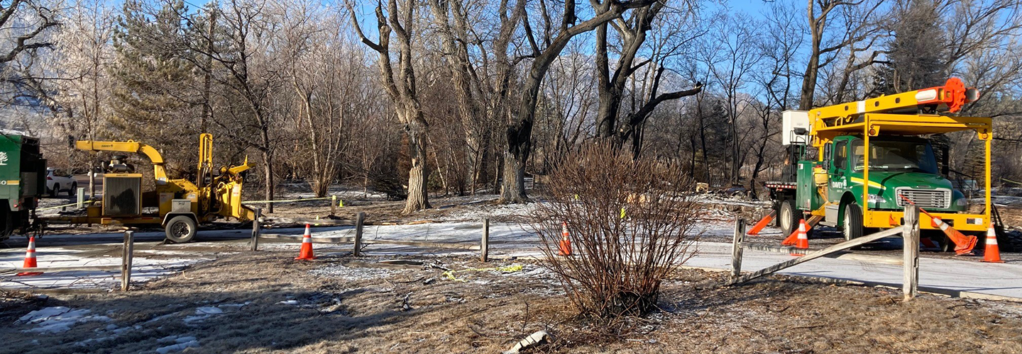 How to Treat Fire Damaged Trees | Davey Tree