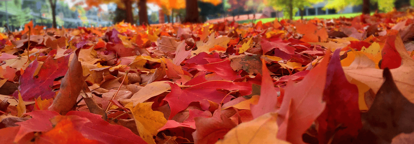 Colorful Fall Plants: What to Plant in the Fall? | Davey Blog | Davey Tree