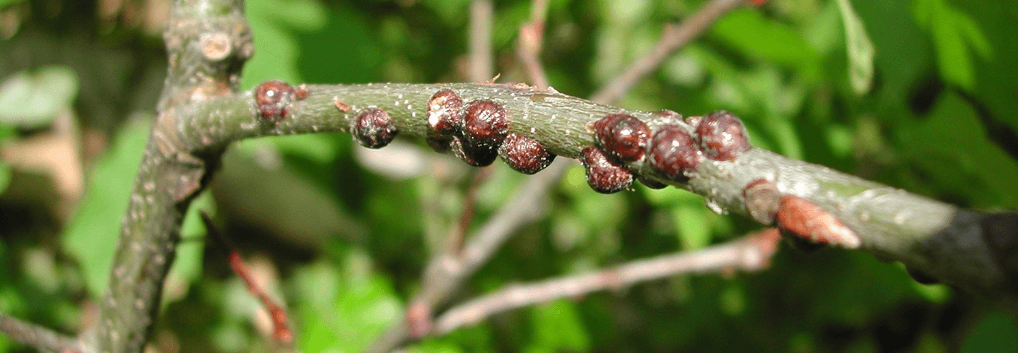 Tree Scale Symptoms & Management | Davey Tree