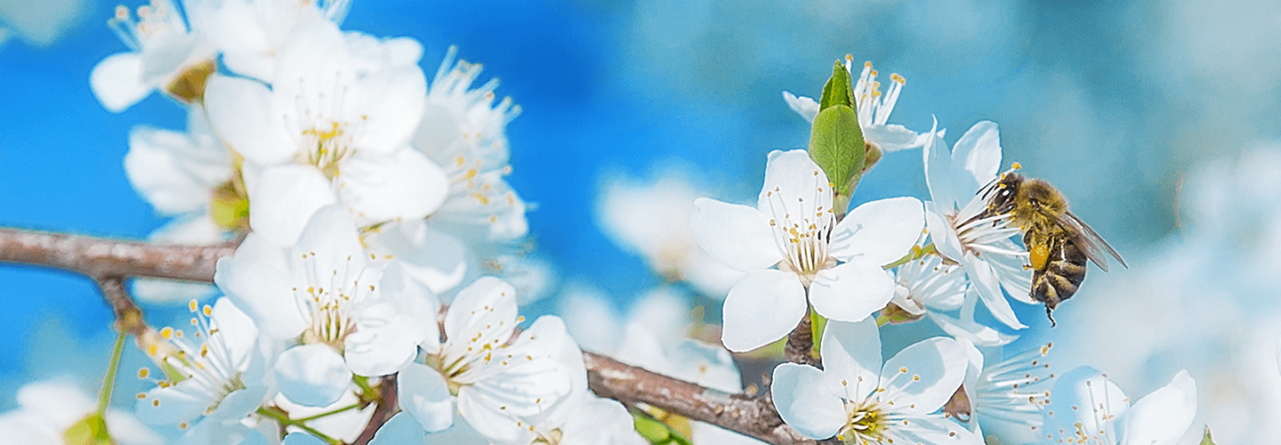 Smart Planting for the Best & Worst Trees for Allergies | Davey Tree