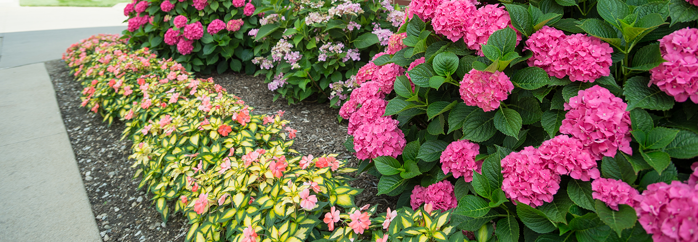 Discover the Best Small Flowering Trees for Your Yard | Davey Tree