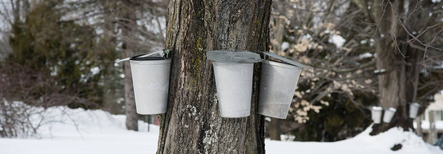 Tapping Doesn’t Damage Maple Trees (But Don't Plug Holes) | Davey Blog ...