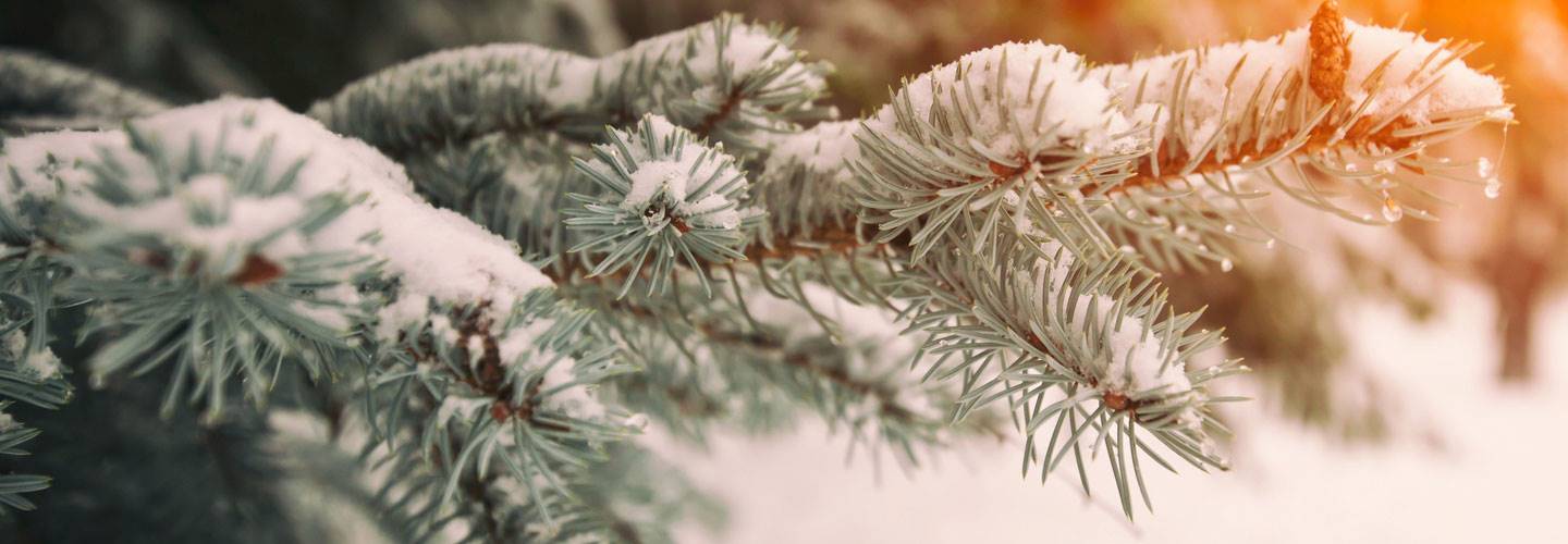 What to Do When Evergreen Trees Are Dying from Top Down | Davey Blog ...