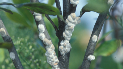 Tree Identification: Do I Have a Magnolia Tree? | Davey Tree