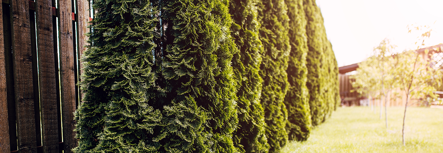 When Is The Best Time to Prune Evergreens | Davey Tree