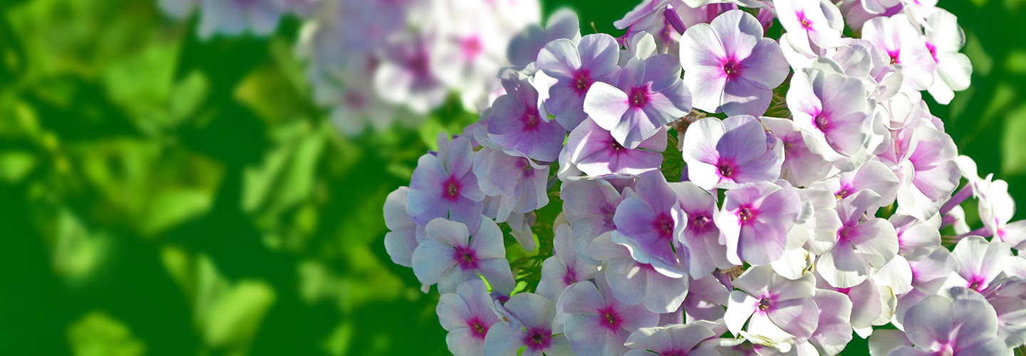 Perennial Bloom Calendar: Month By Month | Davey Tree