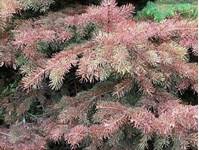 Blue Spruce Tree Needles Turning Yellow, Brown, Then Dropping? Check ...