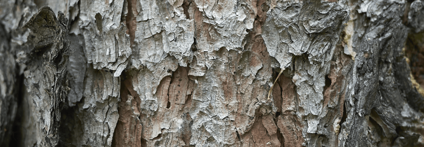 Ultimate Guide to Identify a White Pine | Davey Tree