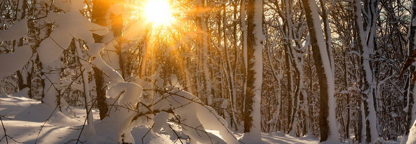 Winter Sunscald and Frost Cracks on Trees | Davey Tree