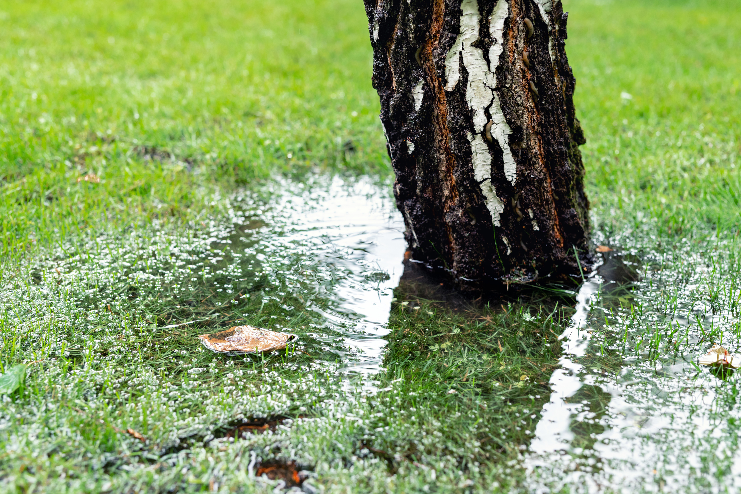 Can You Save Waterlogged Trees Or Shrubs | Davey Tree