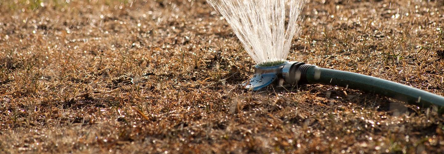 How To Help Your Landscape Survive Dry Conditions | Davey Tree