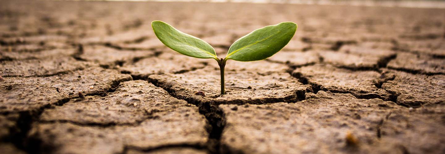 How to Pick the Right Trees for Drought-Prone Landscapes | Davey Tree