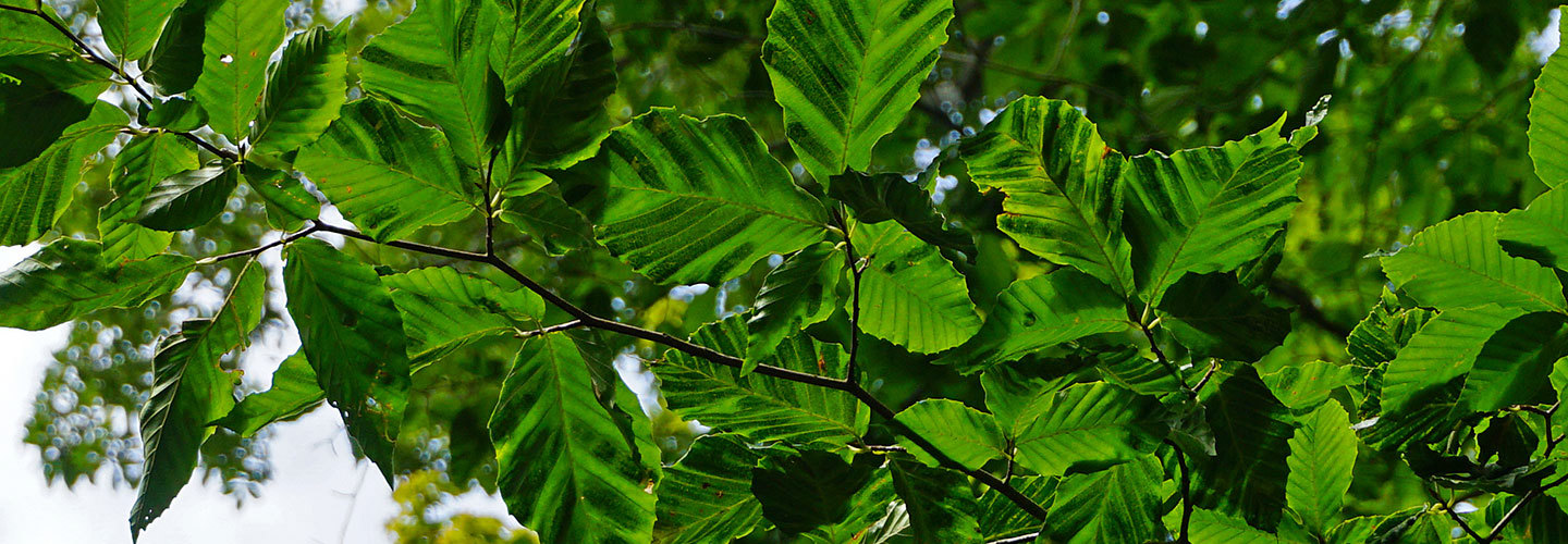 Beech Tree Leaves Identification