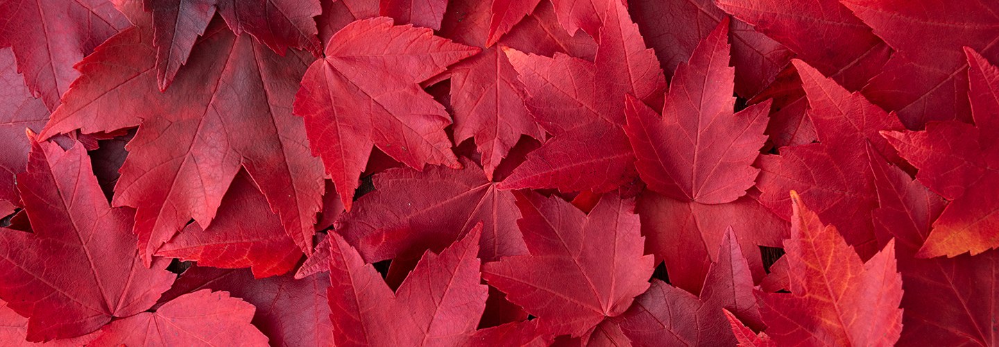 Add Color to Your Yard: Best Trees for Red Fall Foliage | Davey Tree