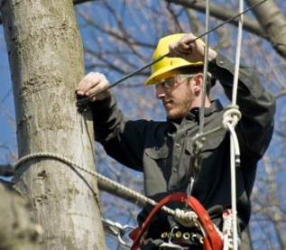 Types Of Tree Support Systems | Davey Tree