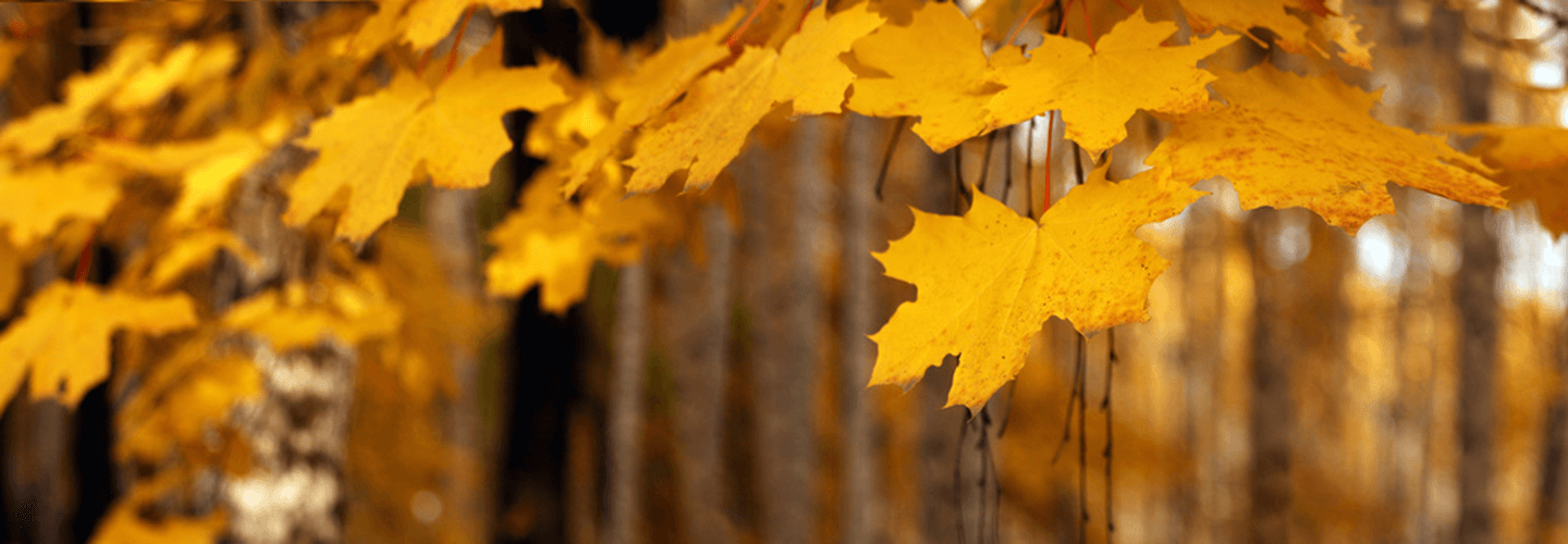Brilliant Fall Foliage: Best Trees for Fall Color | Davey Blog | Davey Tree