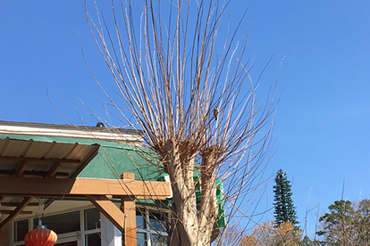 Help! How Do I Fix a Topped Tree? | Davey Blog | Davey Tree