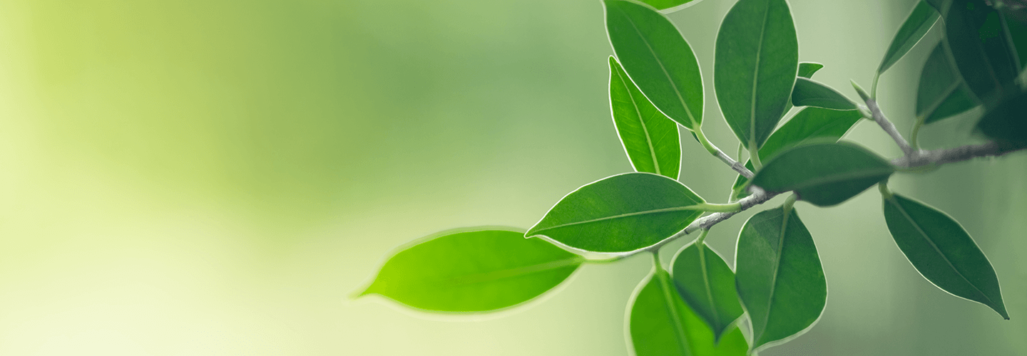 For The Benefit Of Planting Trees | Davey Blog | Davey Tree