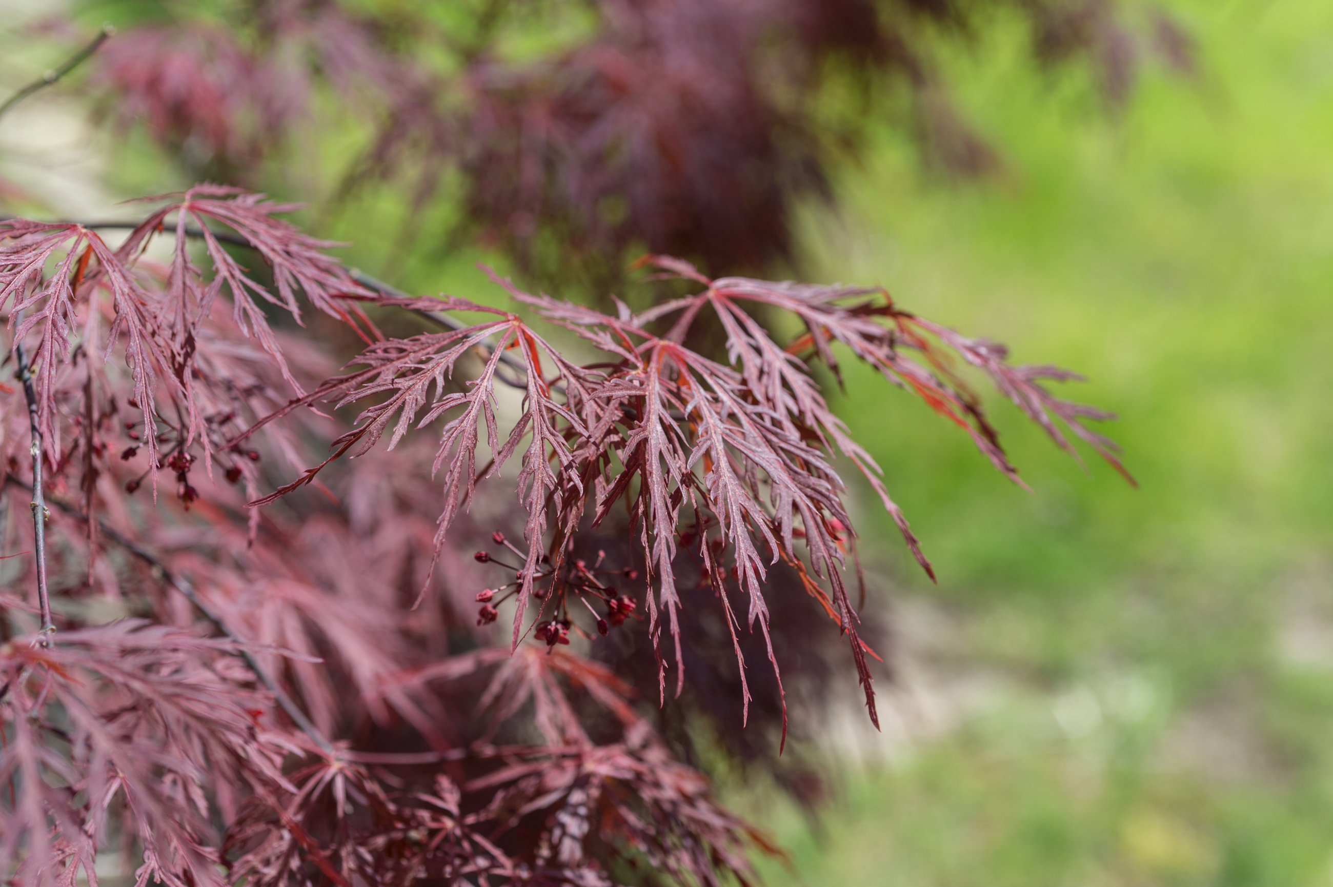 Tree Identification: Do I Have a Japanese Maple | Davey Tree