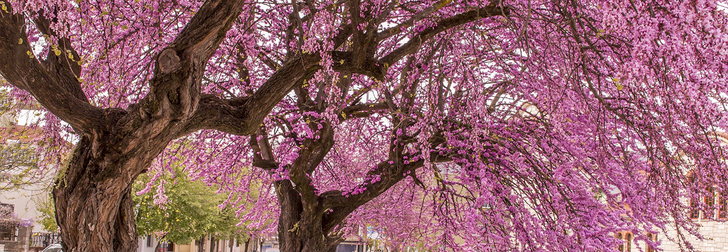 Eastern Redbud Leaf Identification