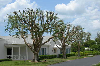 Help! How Do I Fix a Topped Tree? | Davey Blog | Davey Tree