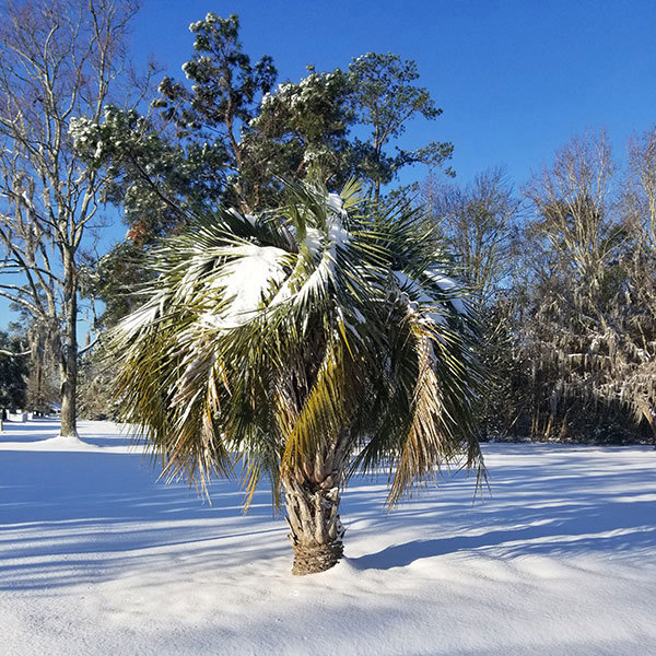 Why Are My Palm Tree Leaves Turning Yellow (And How to Treat) | Davey ...