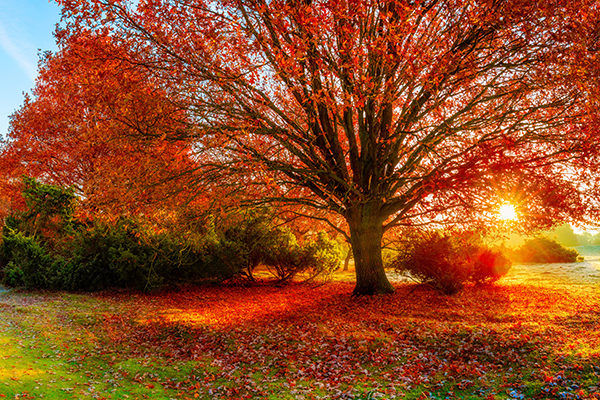 Brilliant Fall Foliage: Best Trees for Fall Color | Davey Blog | Davey Tree
