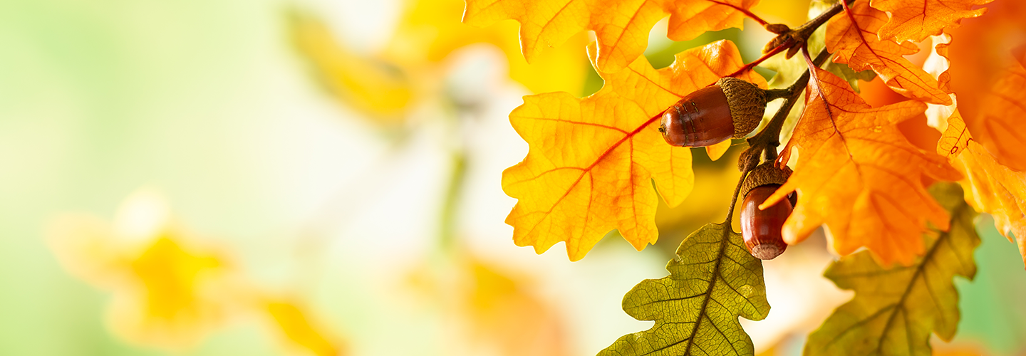 Best Oak Trees To Plant for Color | Davey Tree