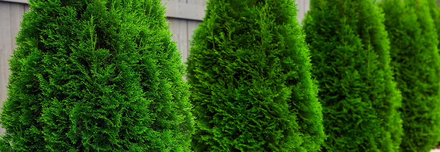 Can Evergreens Be Transplanted | Davey Tree