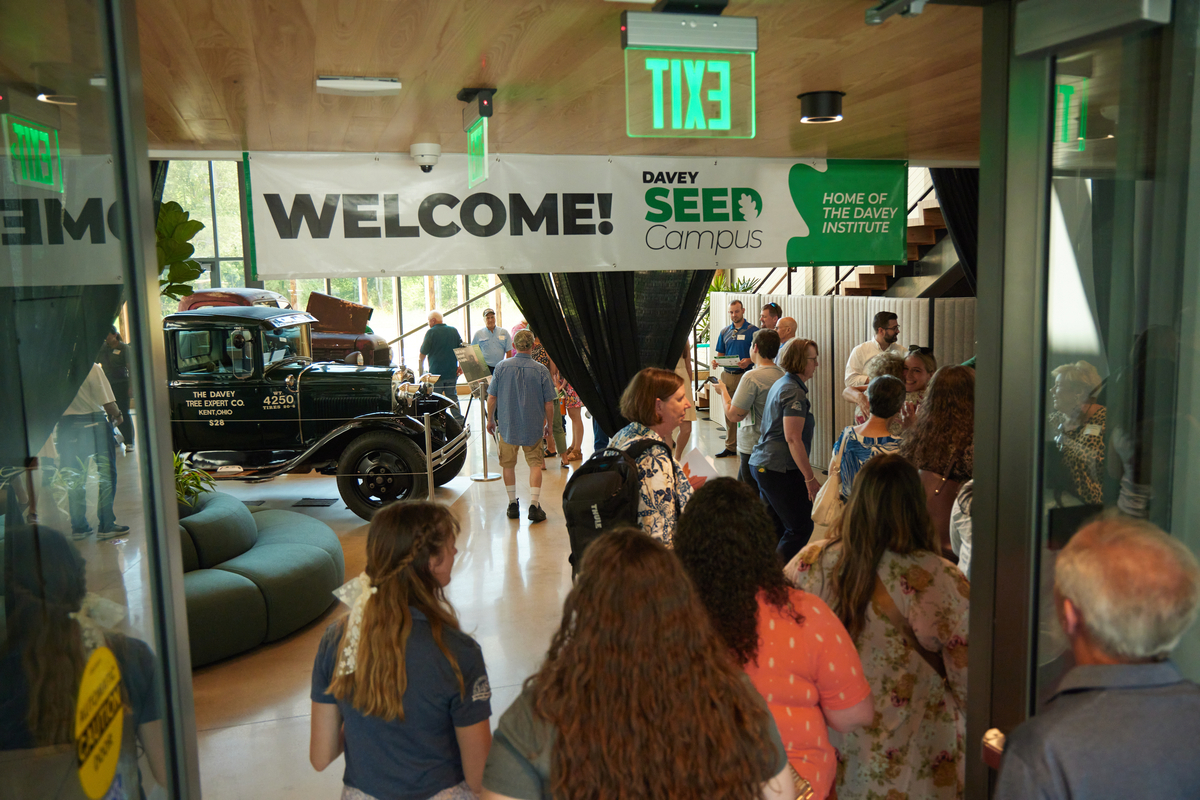 What to Do When Evergreen Trees Are Dying from Top Down | Davey Blog ...